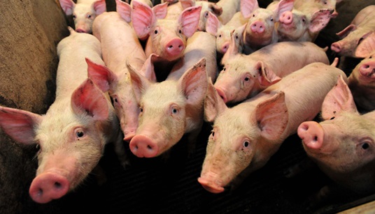 Test protocols - Leaching